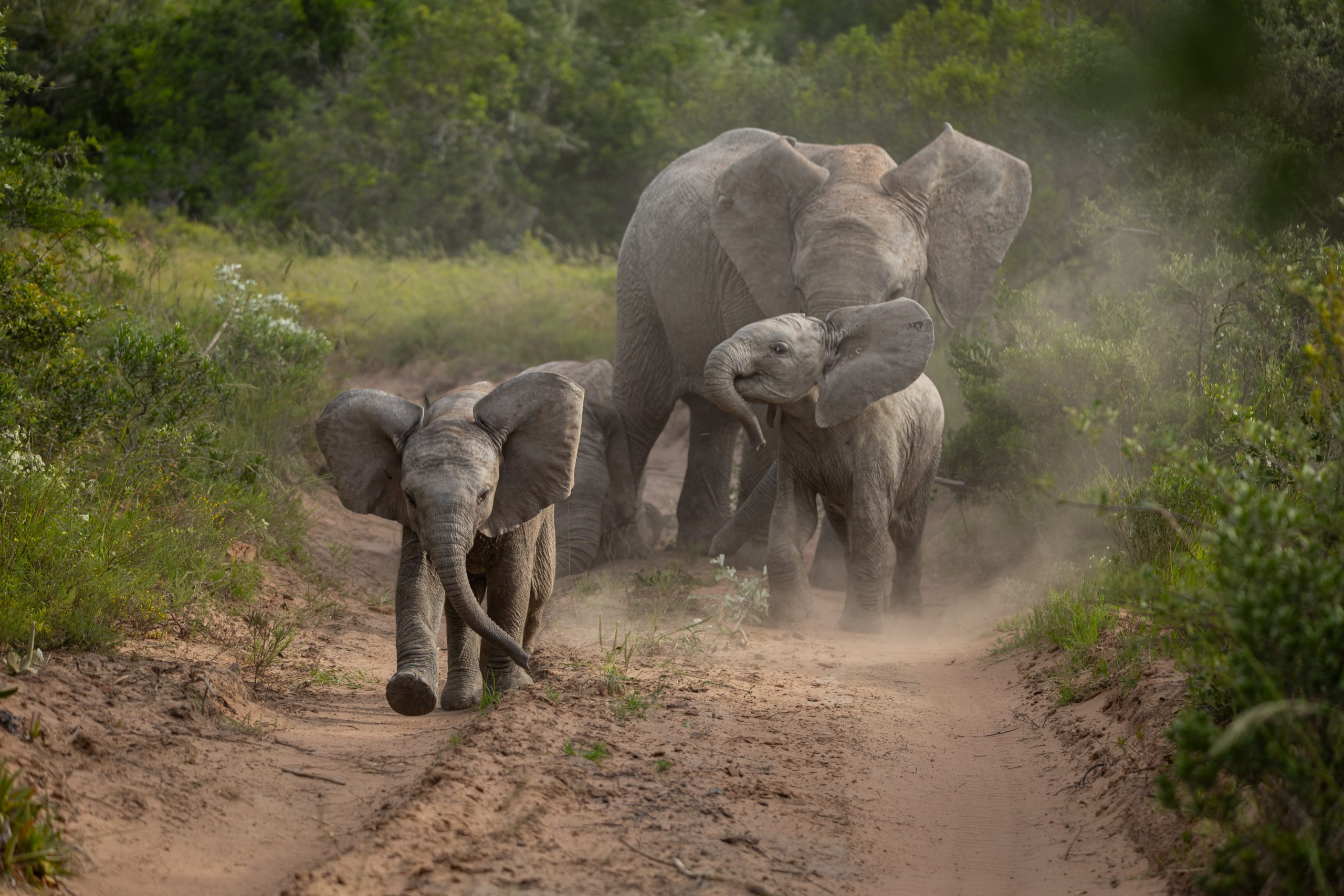 WildEarth Travel – The wild is calling