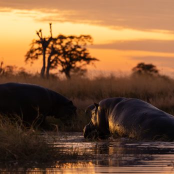 About Us – WildEarth Travel
