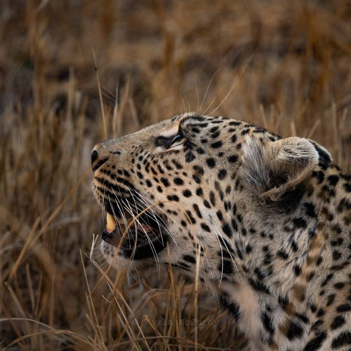 About Us – WildEarth Travel