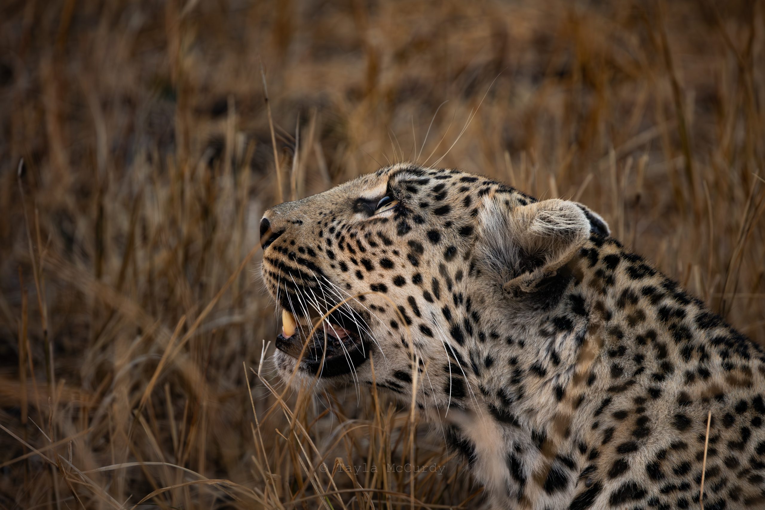 About Us – WildEarth Travel