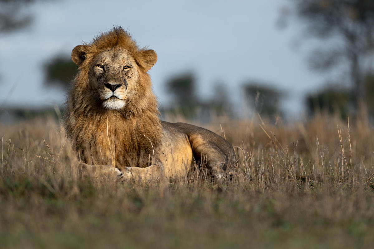 Serengeti – WildEarth Travel